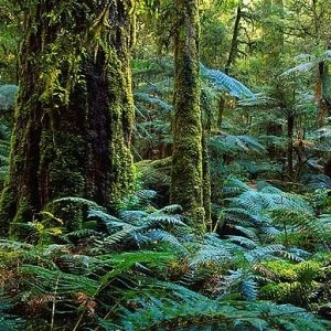 Benefits of natural services | Ecosystem services | Natural capital